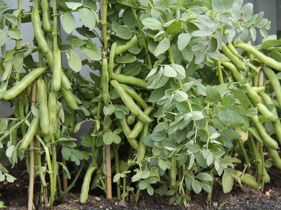 Sale! Italian Heirloom Fava Broad Bean Vicia faba 2 for 1 - 30 Seeds