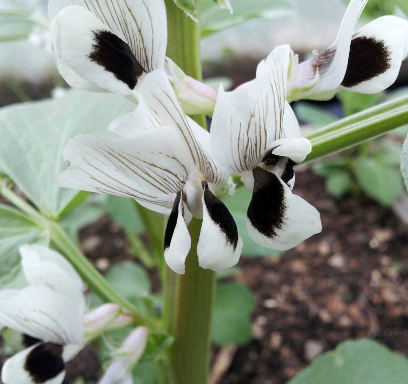 Sale! Italian Heirloom Fava Broad Bean Vicia faba 2 for 1 - 30 Seeds