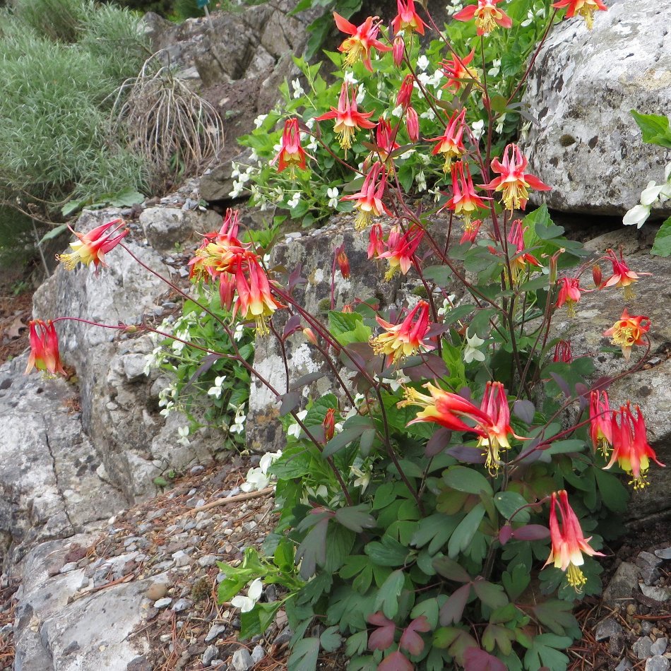 Western Crimson Red Columbine Aquilegia formosa - 30 Seeds
