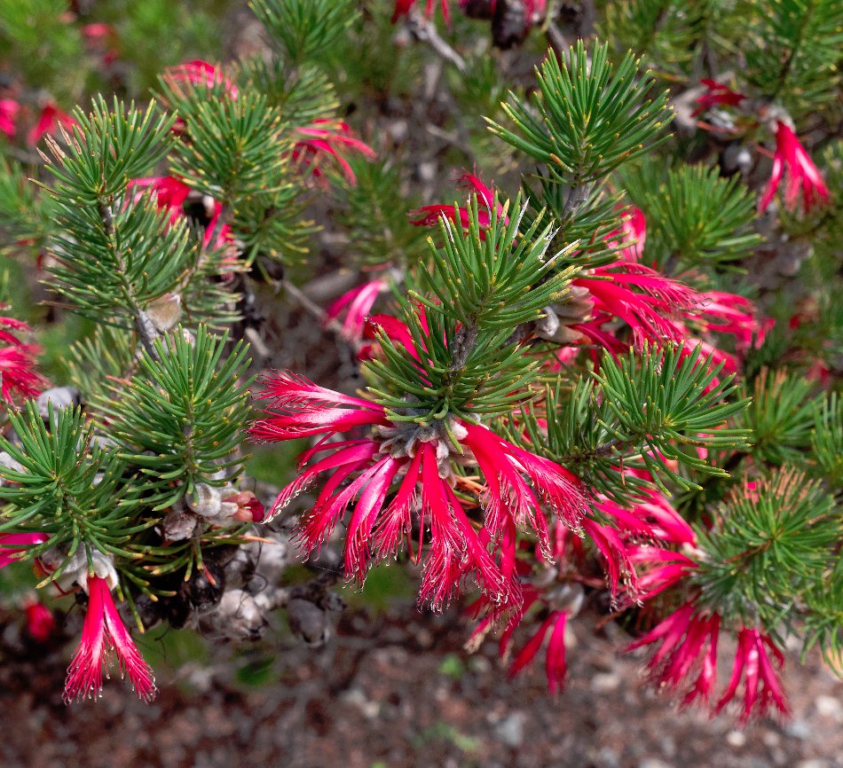 Mouse Ears Cliff Net Bush Rare Calothamnus rupestris - 20 Seeds- 20 Seeds