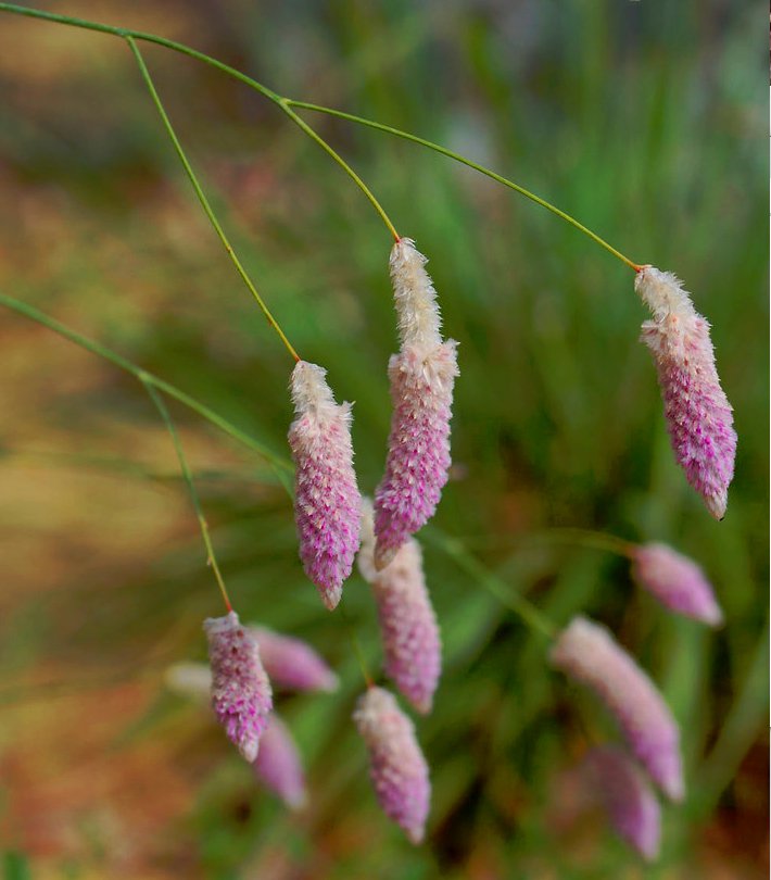 Rare Pink Weeping Mulla Mulla Grass Ptilotus calostachyus - 20 Seeds