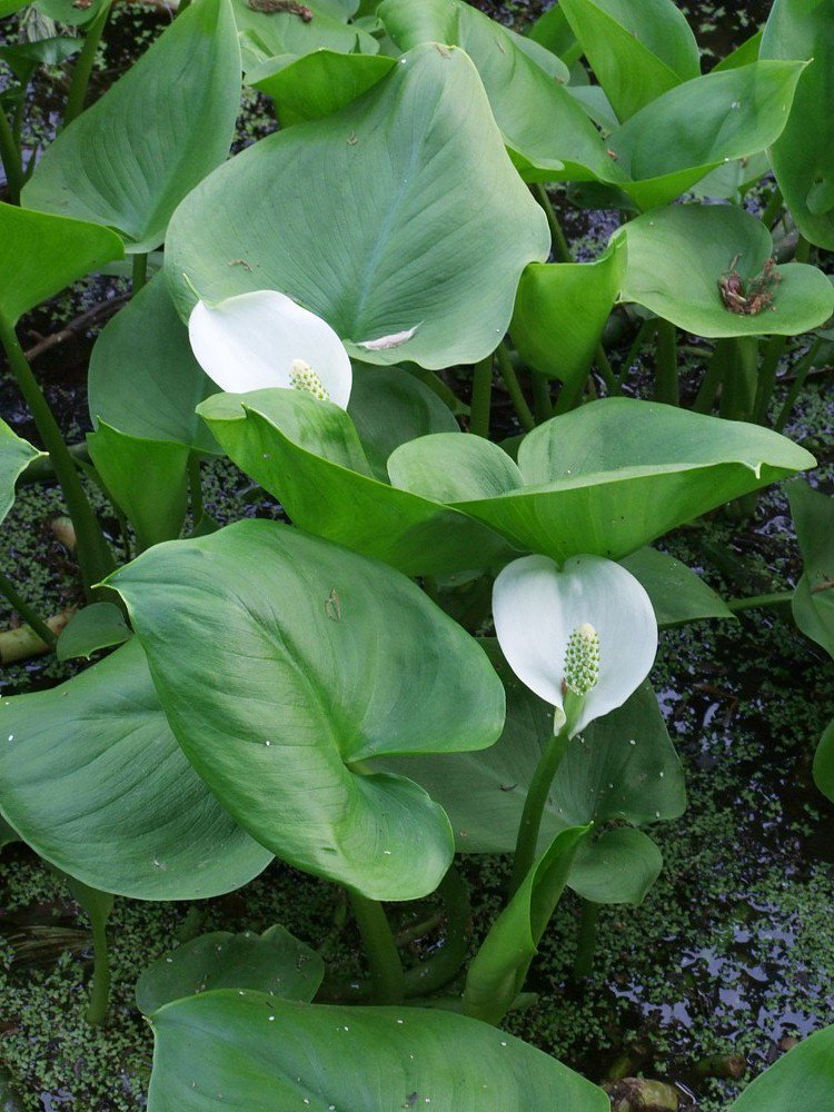 White Water Calla Lily Calla palustris - 25 Seeds