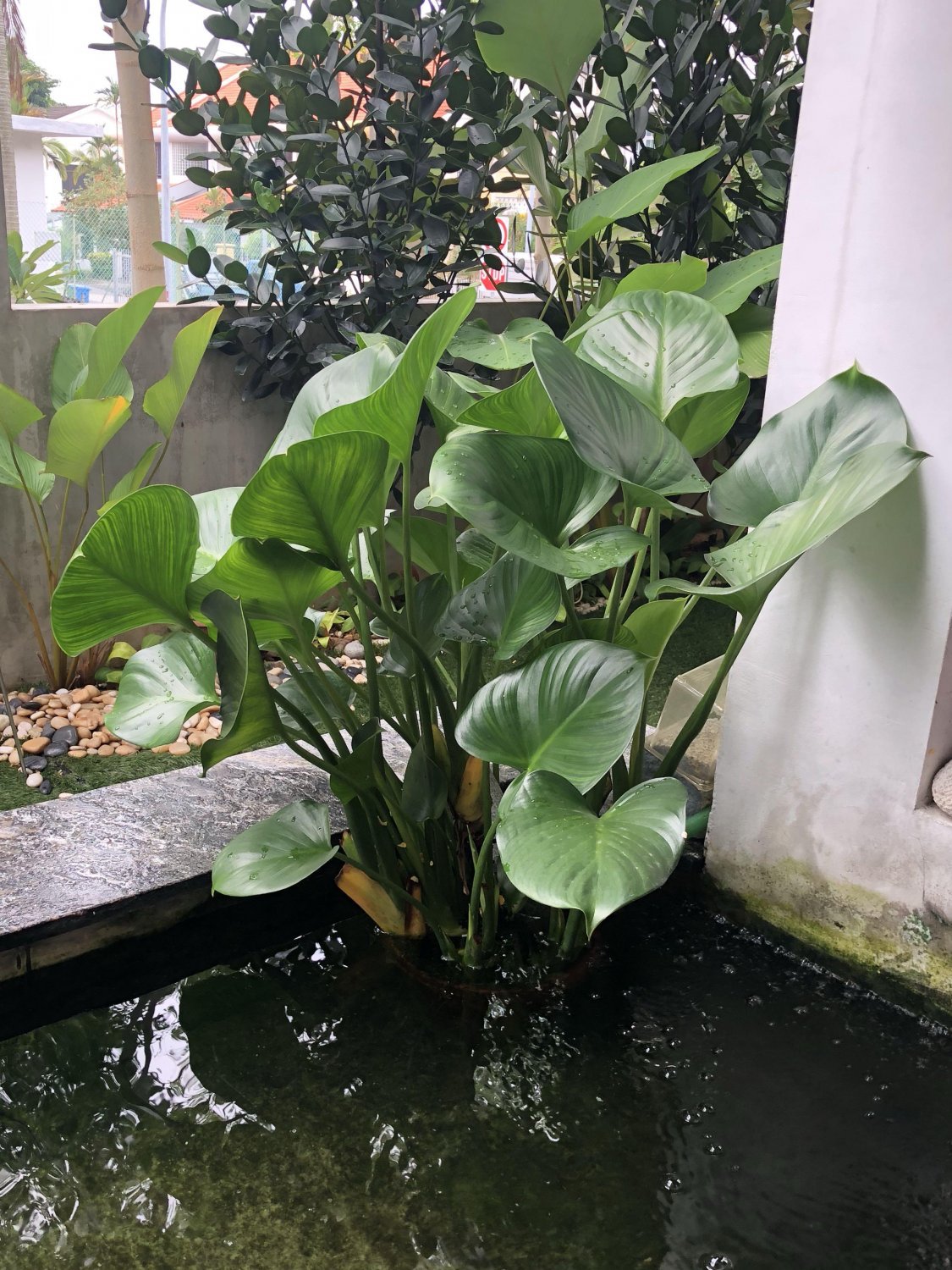 White Water Calla Lily Calla palustris - 25 Seeds