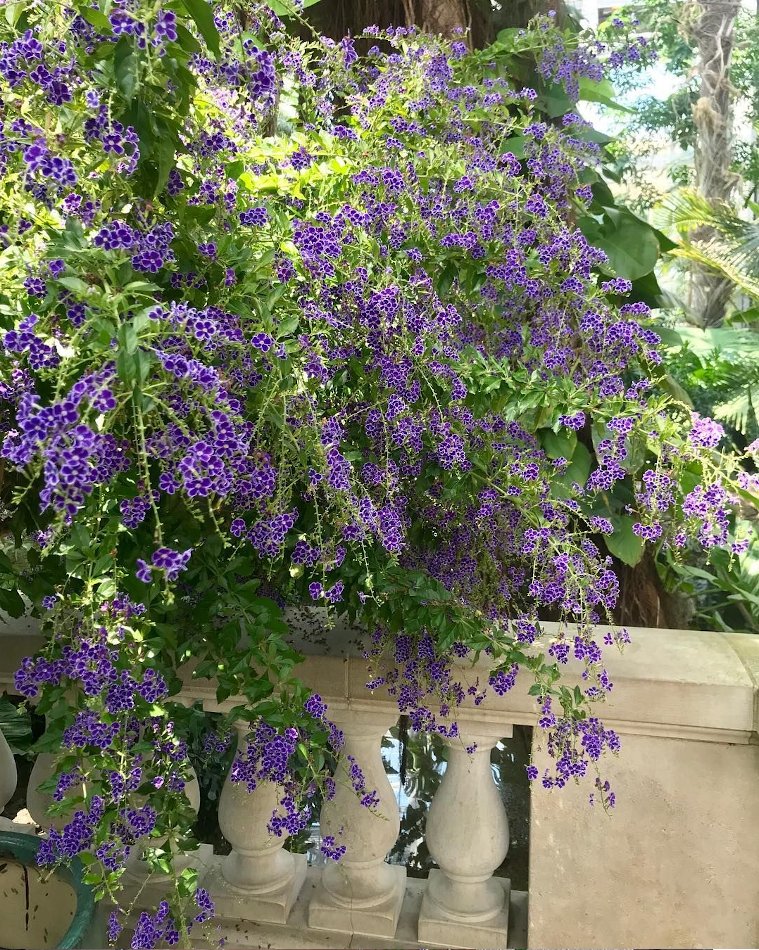 Purple Duranta Sky Flower Duranta repens - 20 Seeds