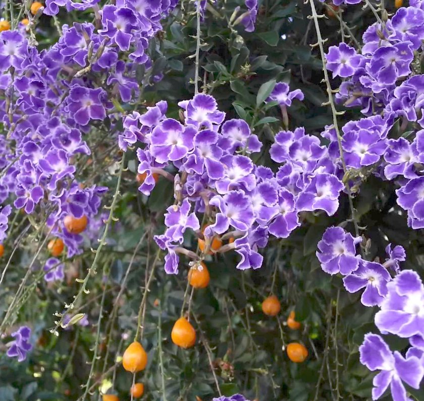 Purple Duranta Sky Flower Duranta repens - 20 Seeds