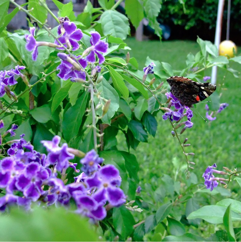 Purple Duranta Sky Flower Duranta repens - 20 Seeds