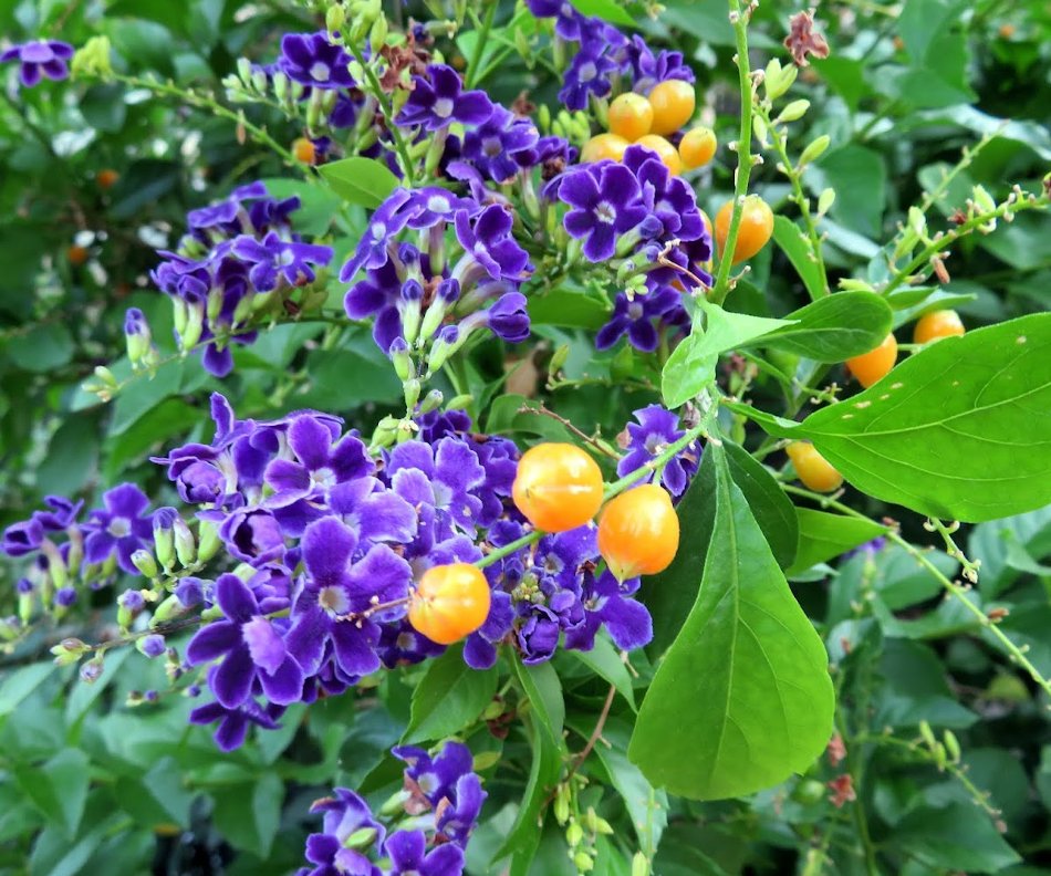 Purple Duranta Sky Flower Duranta repens - 20 Seeds