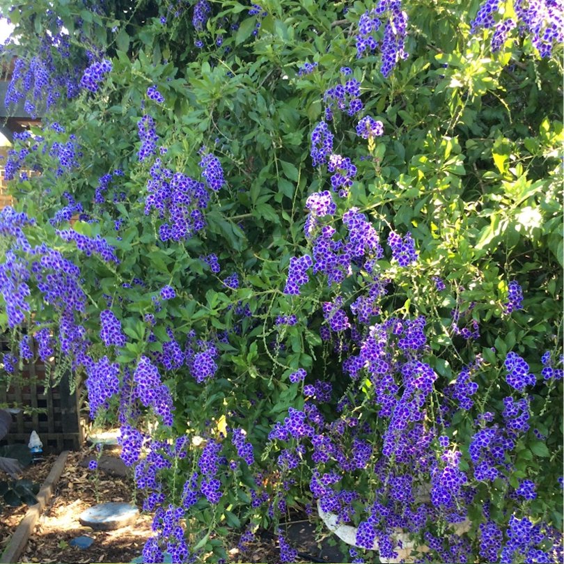 Purple Duranta Sky Flower Duranta repens - 20 Seeds