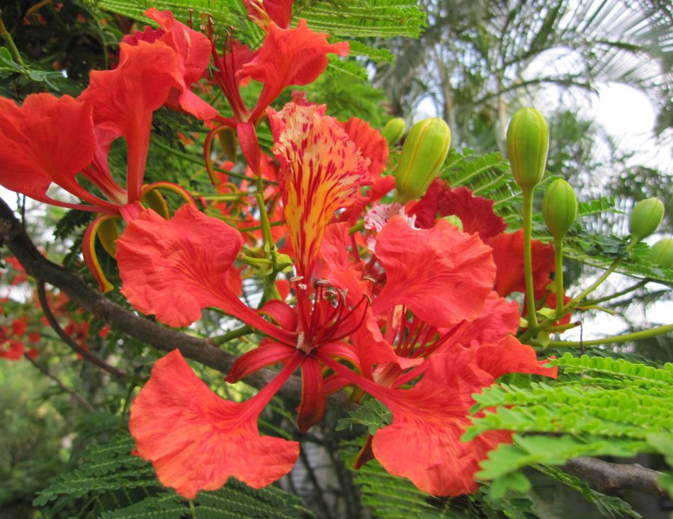 Exotic Red Flamboyant Flame Tree Royal Poinciana Delonix regia - Live ...