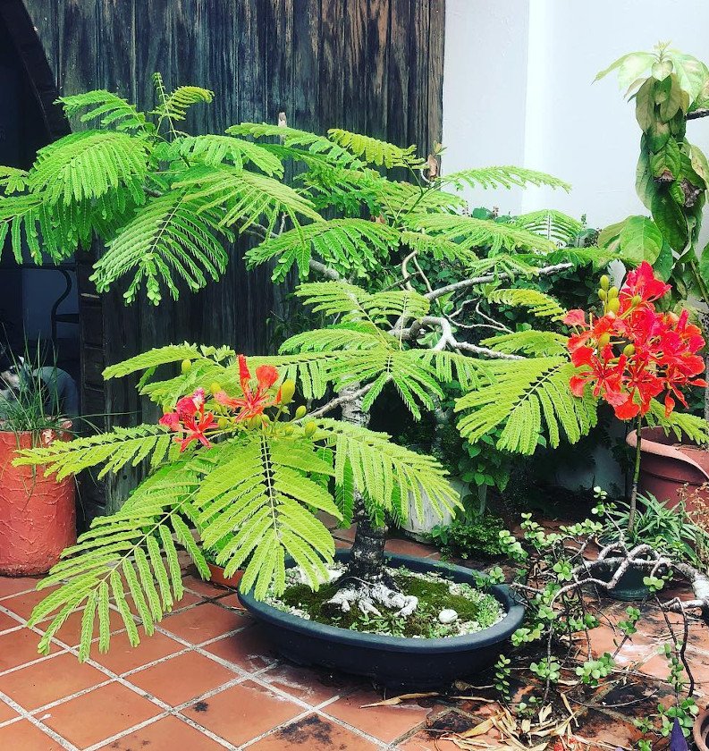 Exotic Red Flamboyant Flame Tree Royal Poinciana Delonix regia - Live ...
