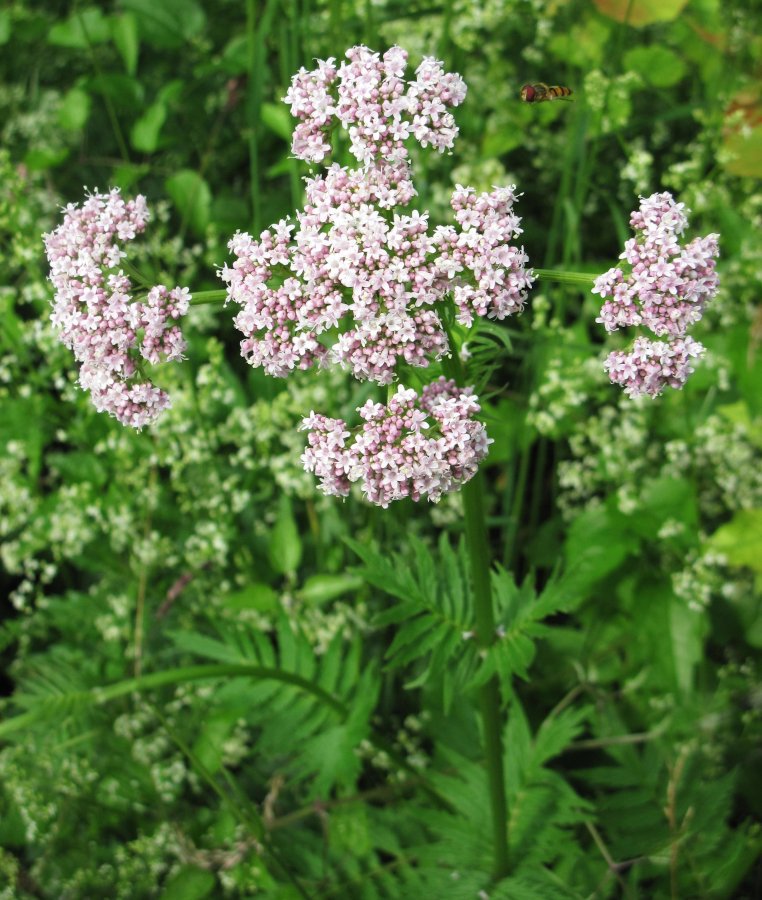 Garden Valerian Organic Herb V. officinalis - 80 Seeds
