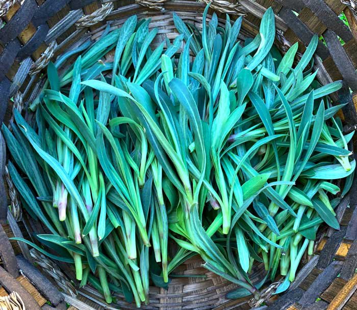 Italian Heirloom Herb Sculpit Stridolo Silene vulgaris inflata - 30 Seeds