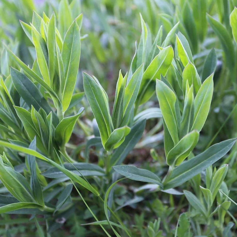 Italian Heirloom Herb Sculpit Stridolo Silene vulgaris inflata - 30 Seeds