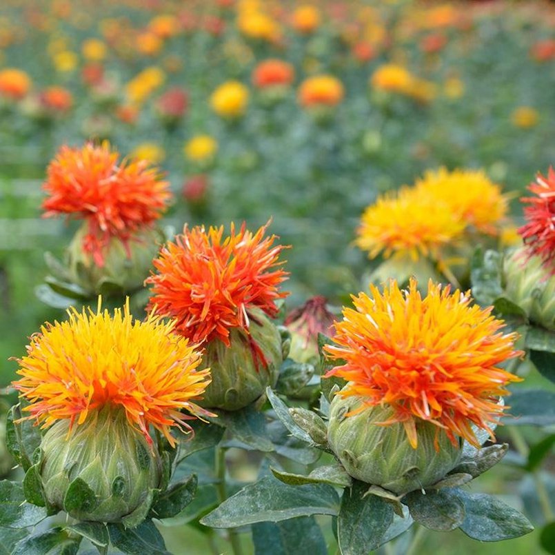 Organic Orange Safflower Carthamus Tinctorius - 200 Seeds