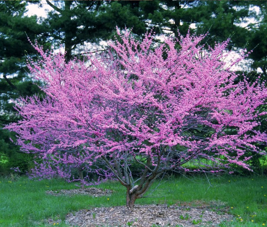 Native Eastern Magenta Redbud Tree Cercis canadensis - 8 Seeds