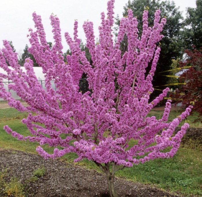 American Native Redbud Cercis canadensis - 8 Seeds