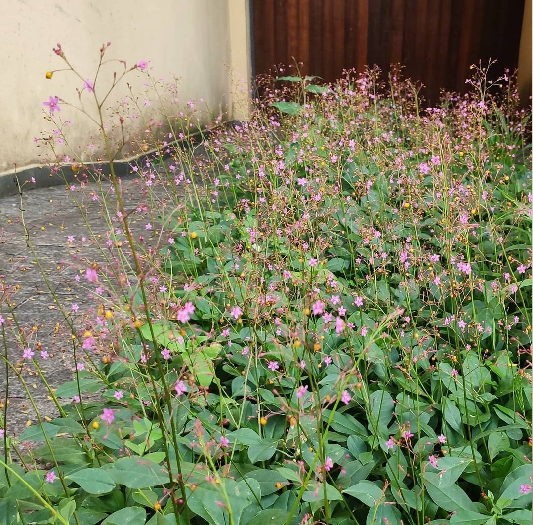 Fame Flower Jewels of Opar Talinum paniculatum - 30 Seeds