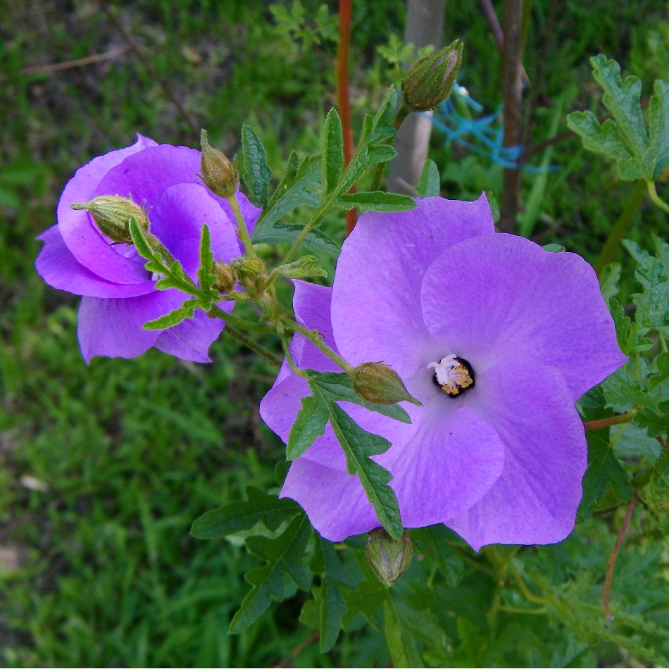 Rare Blue Purple Hibiscus Shrub Alyogyne huegelii - 10 Seeds