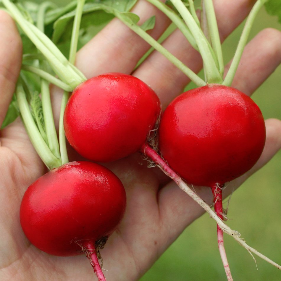 Red Giant Heirloom Radish Deutscher Riese Raphanus sativus - 250 Seeds