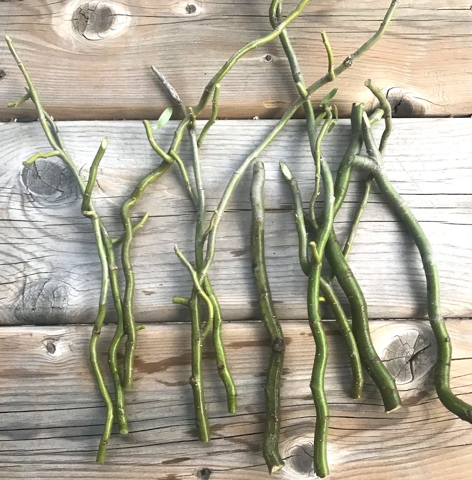 Cuttings! Curly Weeping Corkscrew Willow Tree Salix Matsudana tortuosa ...