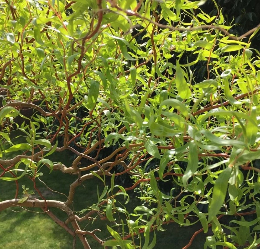 Cuttings! Weeping Curly Corkscrew Willow Tree Salix Matsudana tortuosa ...