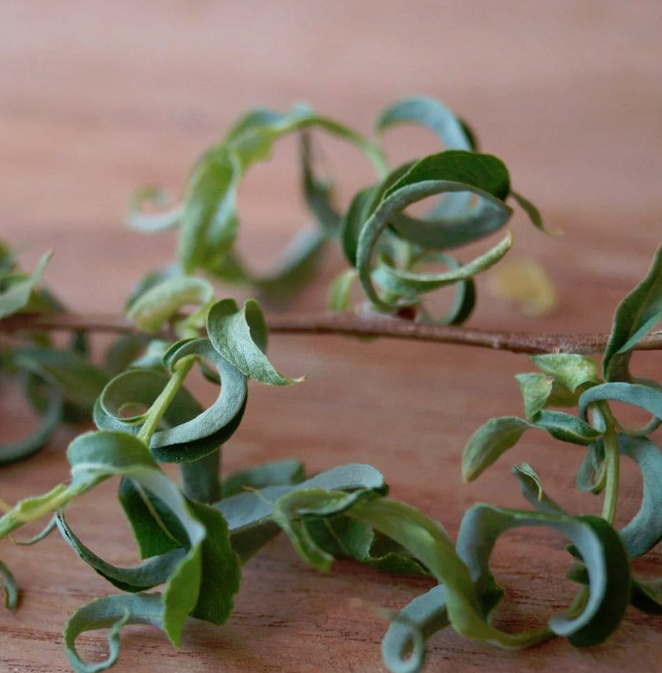 Cuttings! Weeping Curly Corkscrew Willow Tree Salix Matsudana tortuosa ...