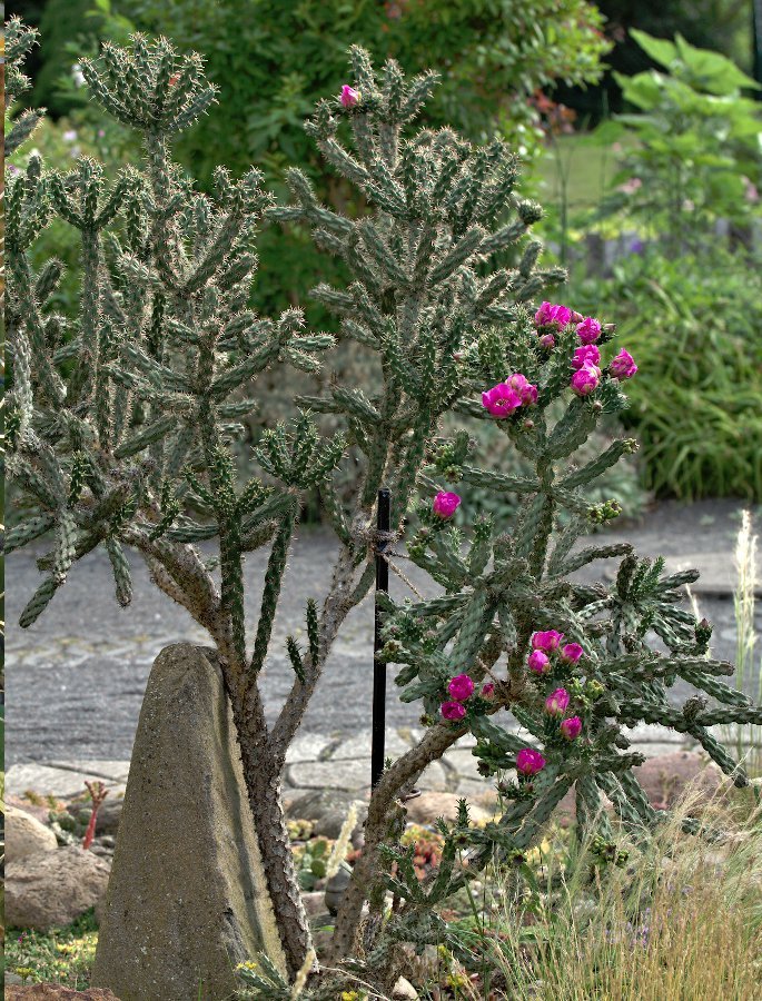 Tree Cholla Chain Link Cactus Hardy Cylindropuntia imbricata - Live Plant