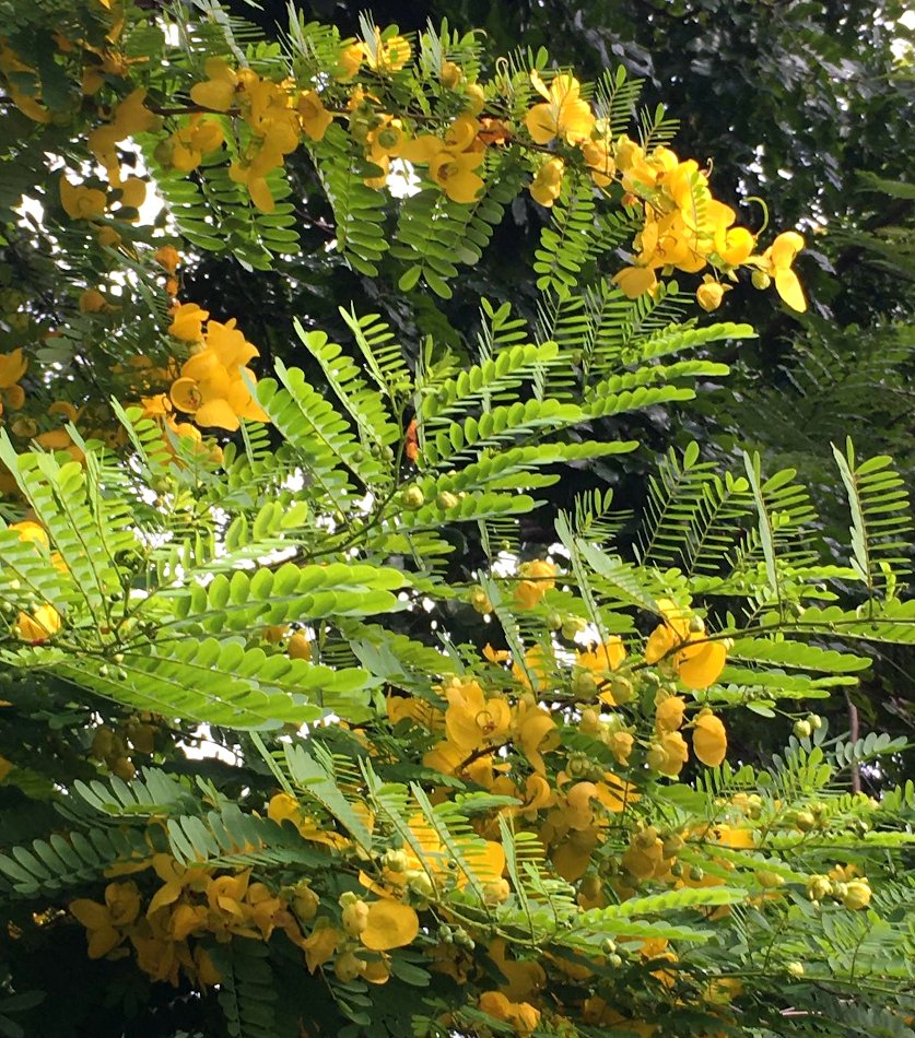 Beautiful Butterfly Cassia Yellow Cassia Senna bicapsularis - 10 Seeds