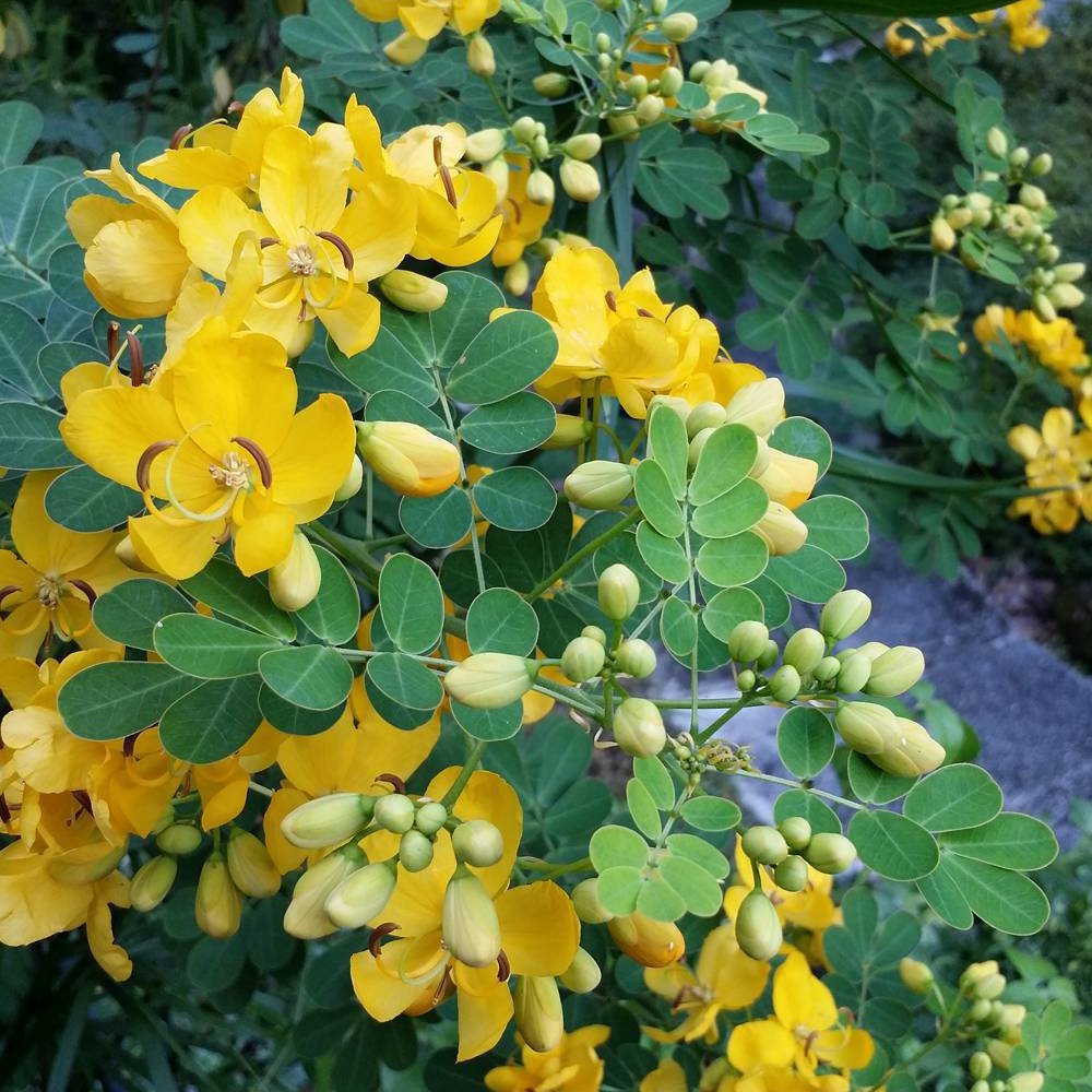 Beautiful Butterfly Cassia Yellow Cassia Senna bicapsularis - 10 Seeds