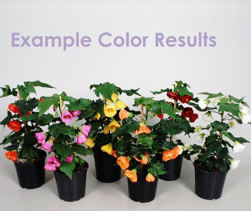Colorful Flowering Maple Mix Abutilon hybridum - 25 Seeds