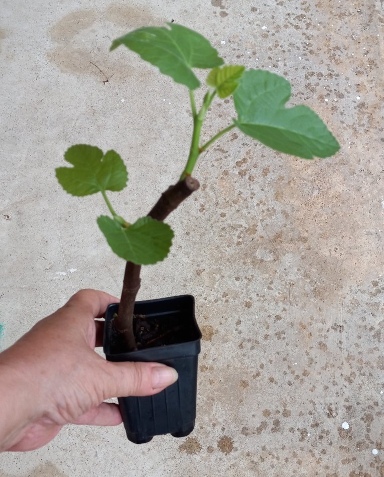 Turkish Heirloom Green Calimyrna Smyrna Sweet Fig Ficus carica - 1 Live ...