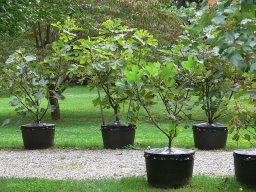 Turkish Heirloom Green Calimyrna Smyrna Sweet Fig Ficus carica - 1 Live ...