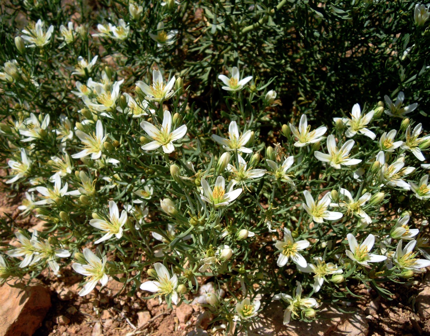 Organic Heirloom African Rue Herb Peganum harmala - 250 Seeds