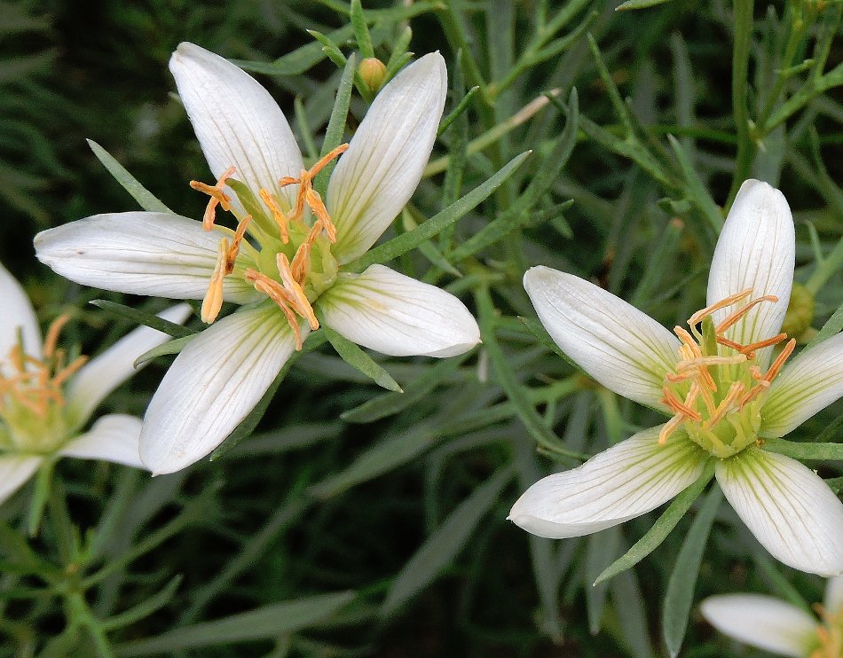 Organic Heirloom African Rue Herb Peganum harmala - 250 Seeds