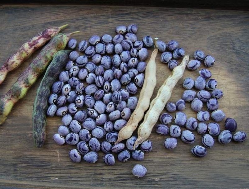 Extremly Rare Organic Heirloom Cranberry Flieder Bean Phaseolus ...