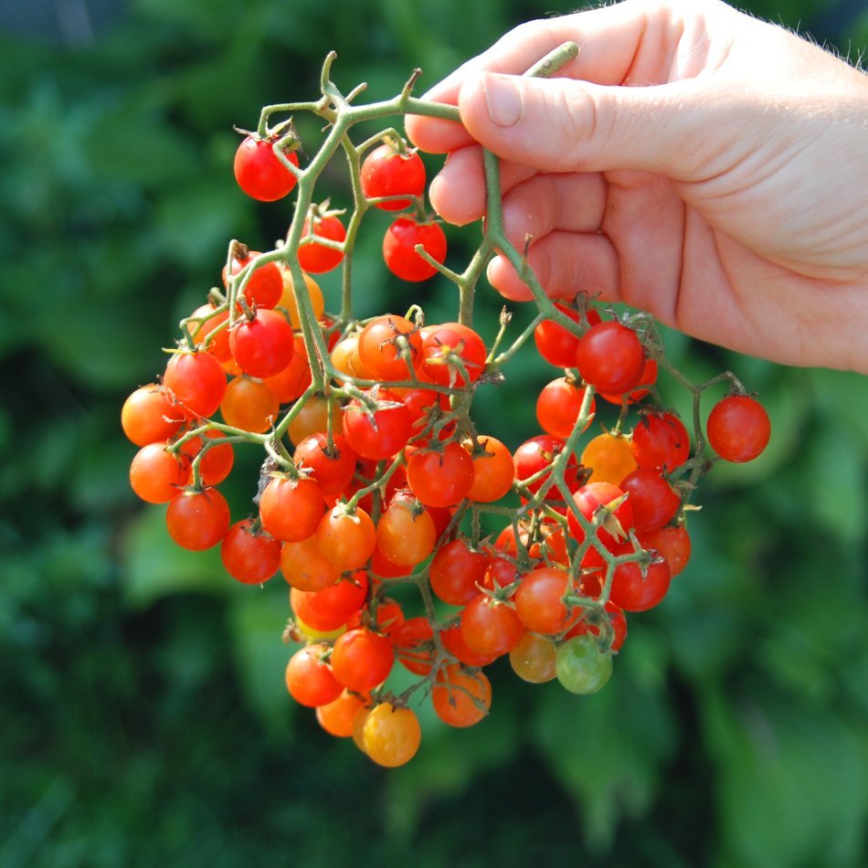 Rare Wild Mini Tomato Organic Heirloom Solanum pimpinellifolium - 25 Seeds