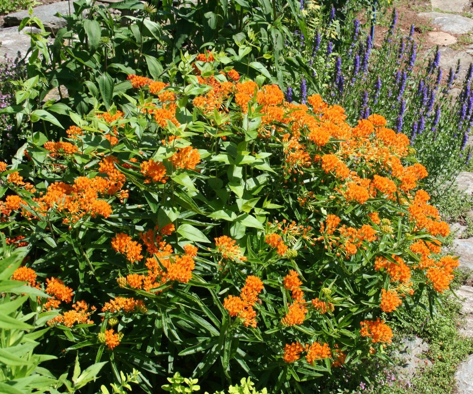 Native Red Butterfly Milkweed Asclepias tuberosa - 30 Seeds