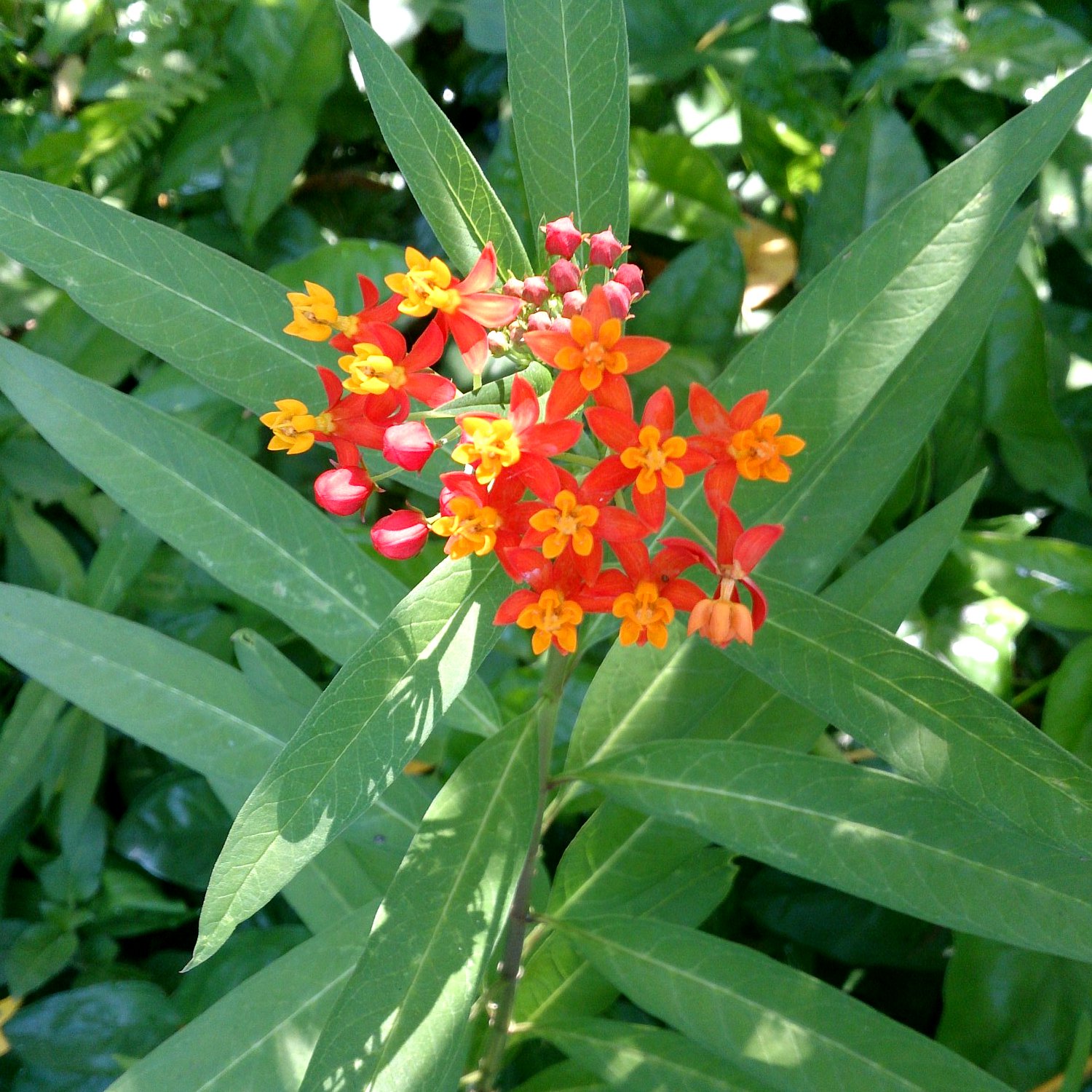 Red and Yellow Silky Scarlet Tropical Butterfly Milkweed Asclepias ...