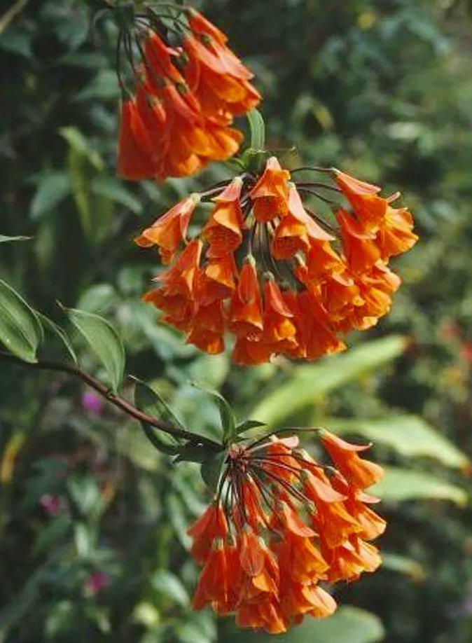 Rare Climbing Alstroemeria Bomarea multiflora - 4 Seeds