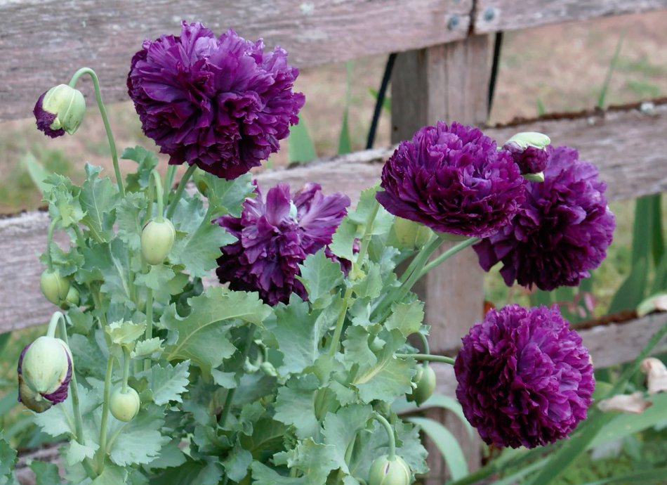 Peony Poppy Purple Ball Papaver paeoniflorum - 100 Seeds
