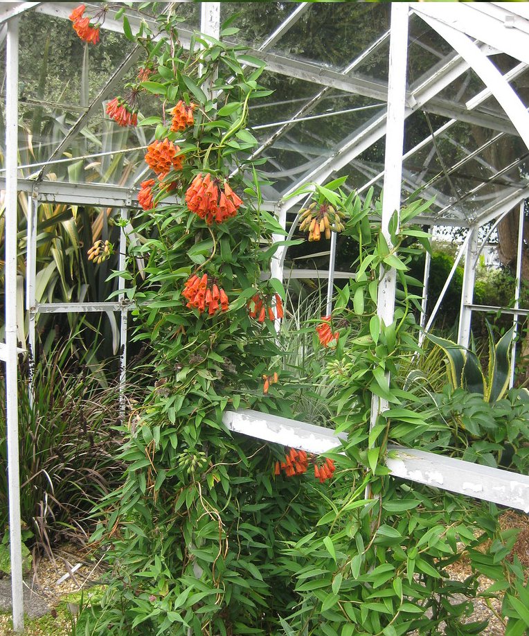 Rare Climbing Alstroemeria Bomarea caldasii - 4 Seeds