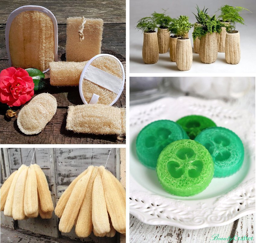 Loofah Luffa Sponge Gourd Luffa aegyptiaca cylindrica - 10 Seeds
