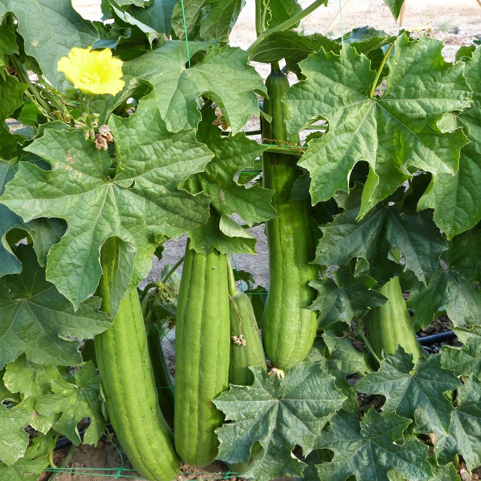 Loofah Luffa Sponge Gourd Luffa aegyptiaca cylindrica - 10 Seeds