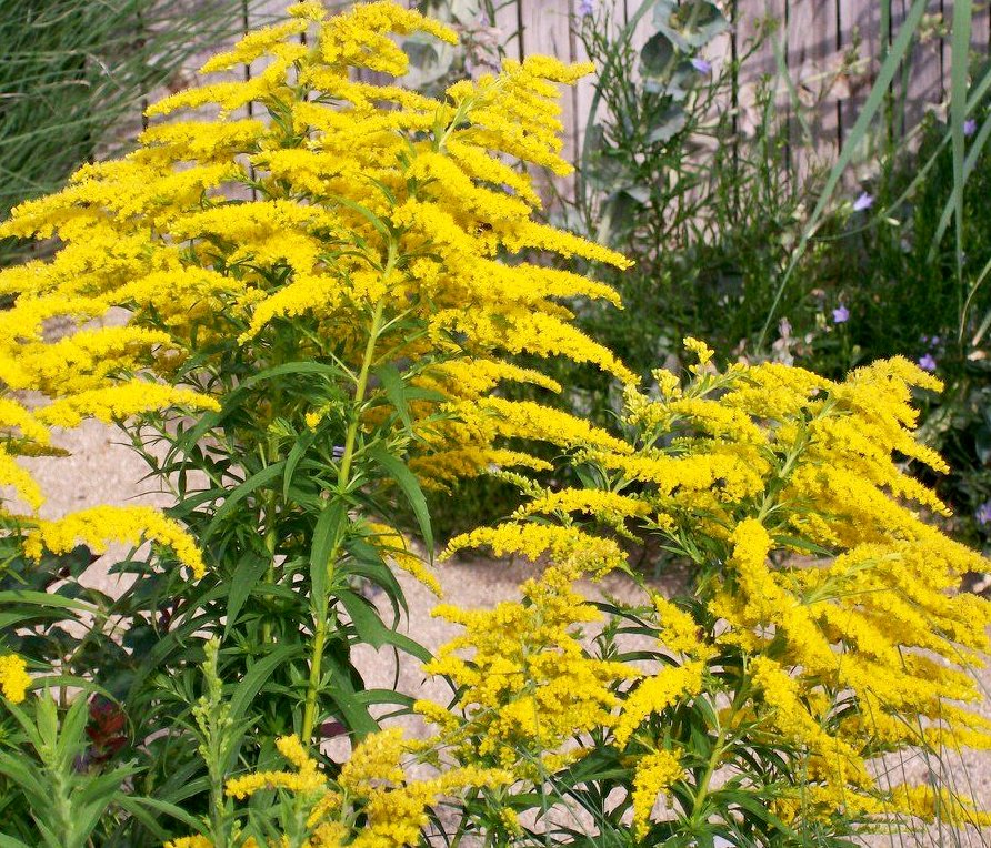 Native Showy Yellow Goldenrod Solidago speciosa - 100 Seeds