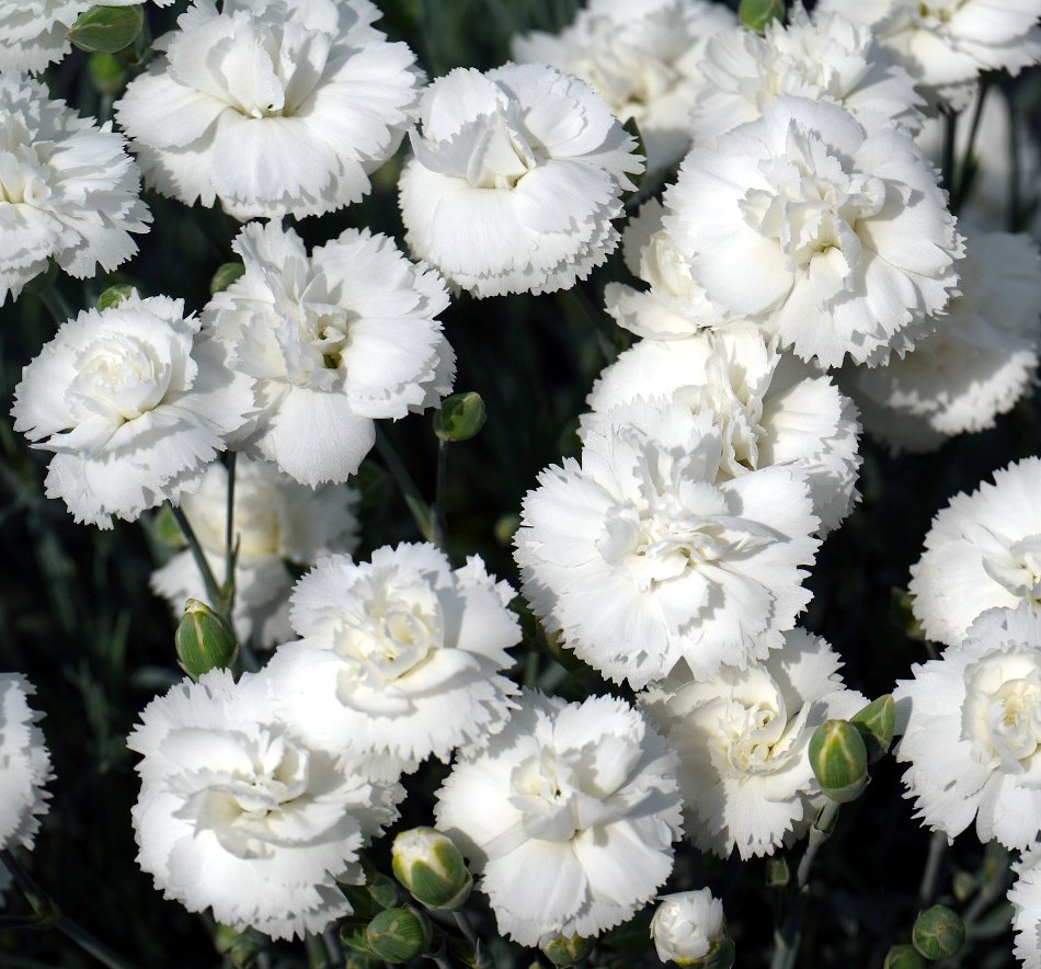 Carnation White Grenadin Dianthus caryophyllus - 50 Seeds