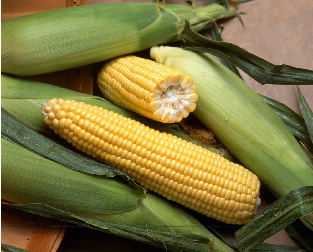 Golden Bantam Heirloom Sweet Yellow Corn Zea mays - 30 Seeds