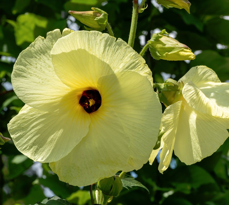 Yellow Sunset Hibiscus Abelmoschus manihot - 10 Seeds