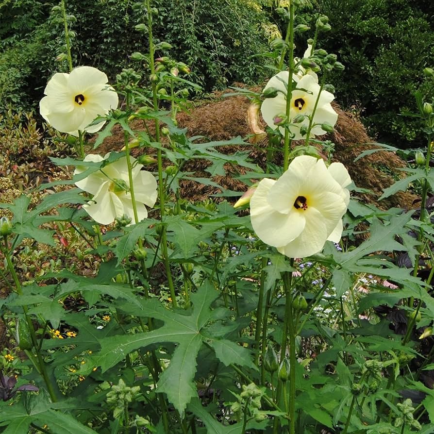 Yellow Sunset Hibiscus Abelmoschus manihot - 10 Seeds