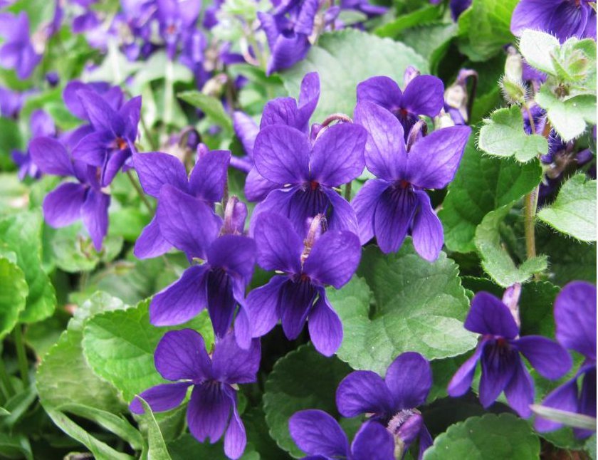 Wild Fragrant Sweet Violet Perennial Viola odorata - 25 Seeds