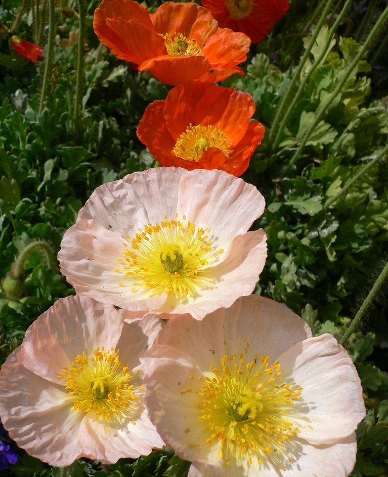 Colorful Iceland Poppy Mix Giant Papaver Nudicaule - 200 Seeds